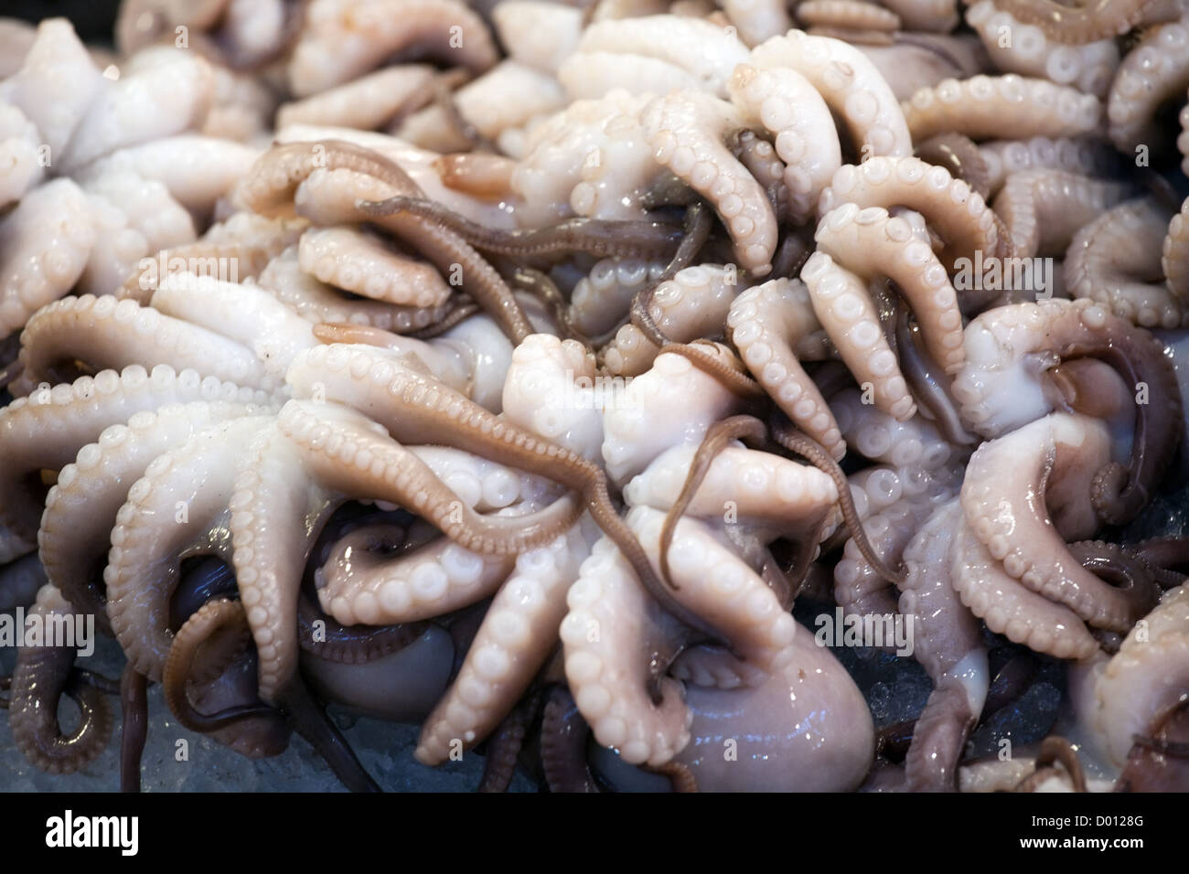 Palpus hi-res stock photography and images - Alamy