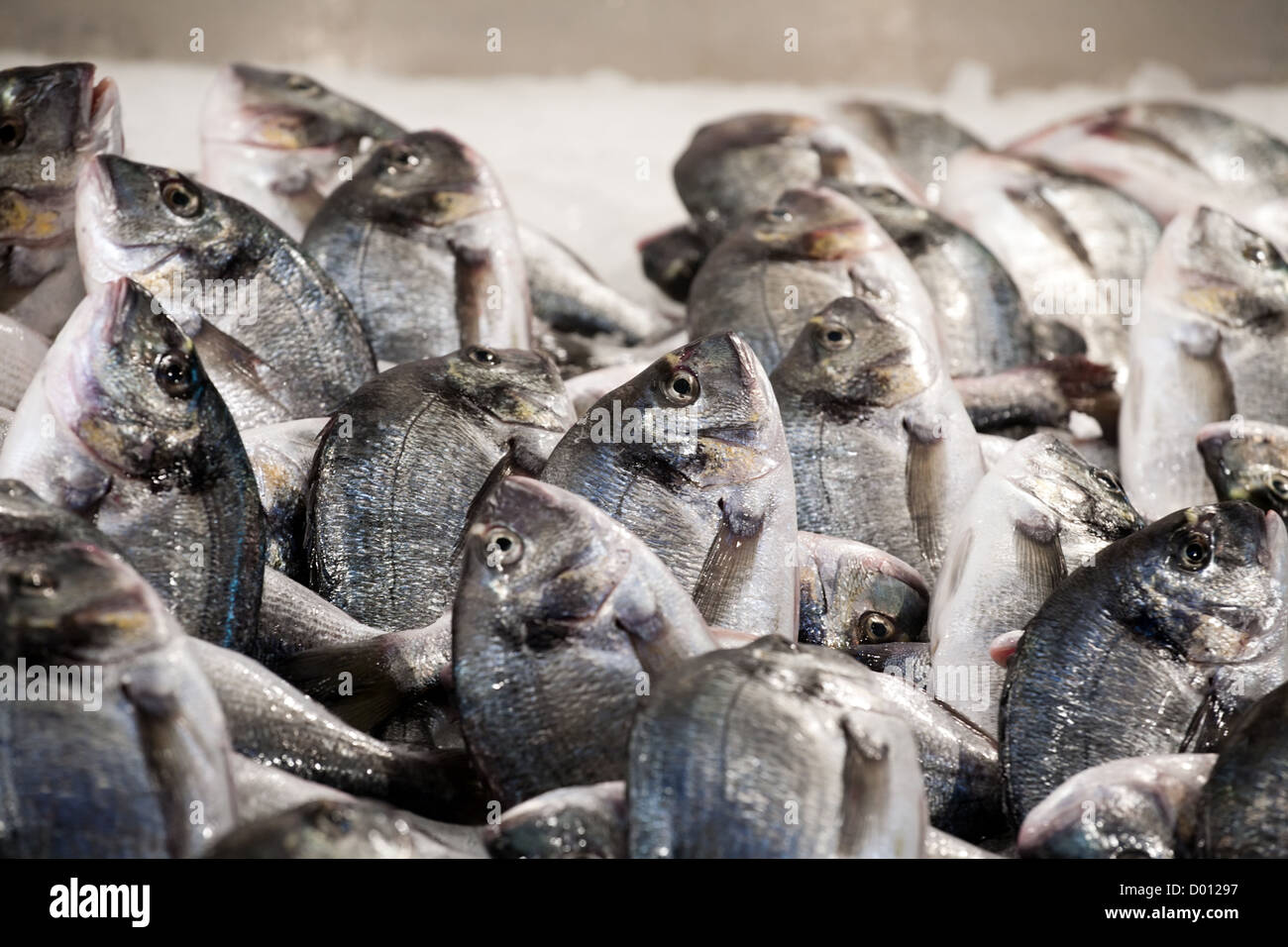 closeup of raw fish on market table Stock Photo - Alamy