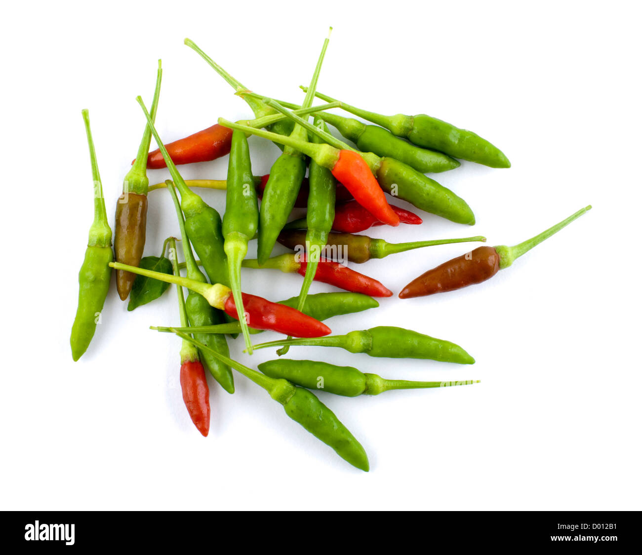 Mini Red Hot Chilli, ripe and unripe, fresh plucked from chilli plant ...