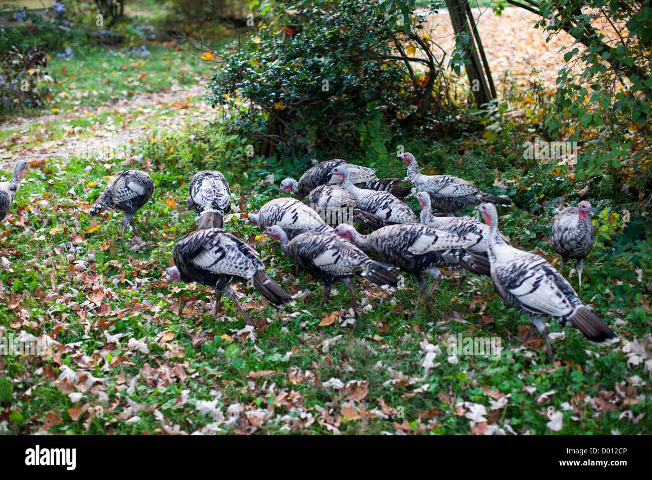 Organically grown turkeys hunt for insects and plants at Moon in the ...