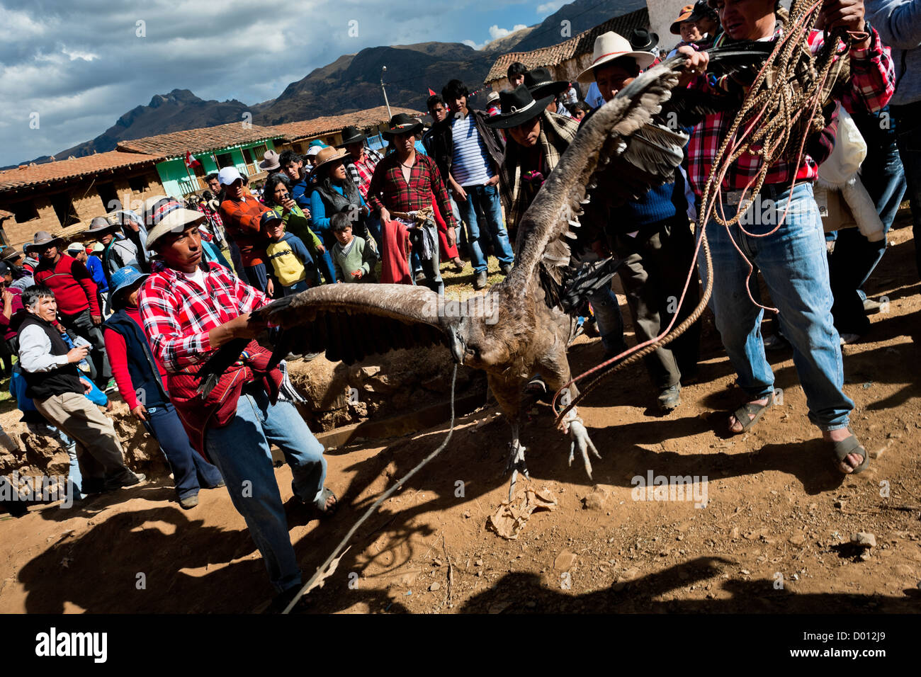 Peruvian peasants lead a captured Andean condor to celebrate the Yawar ...