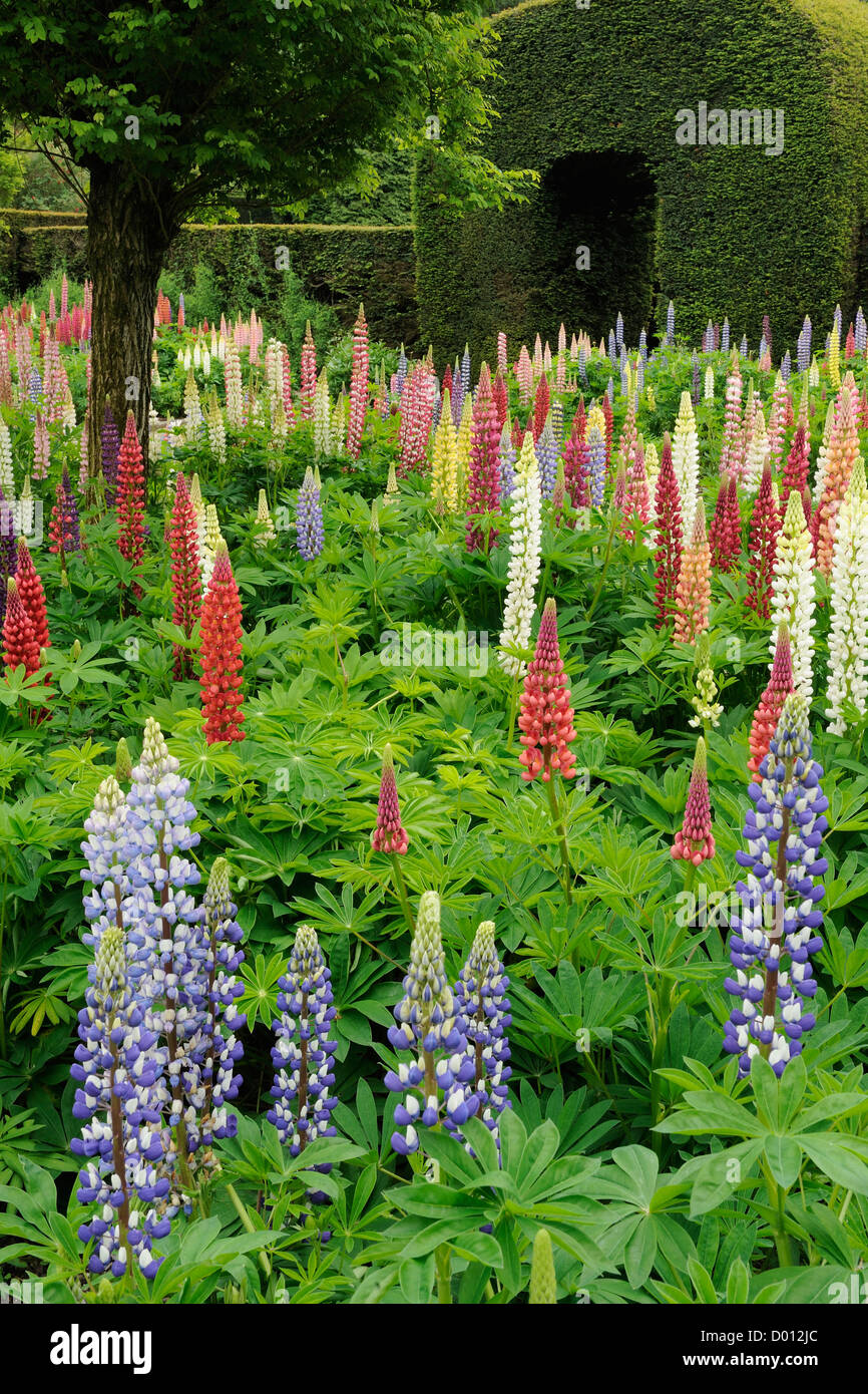 A vibrant display of Lupins (Lupinus) in the gardens of Chatsworth ...