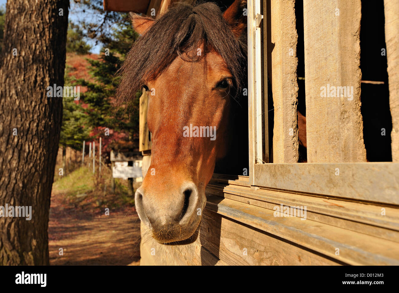 Gentle horse at a riding-stables in the Mt Fuji region, Yamanashi ...
