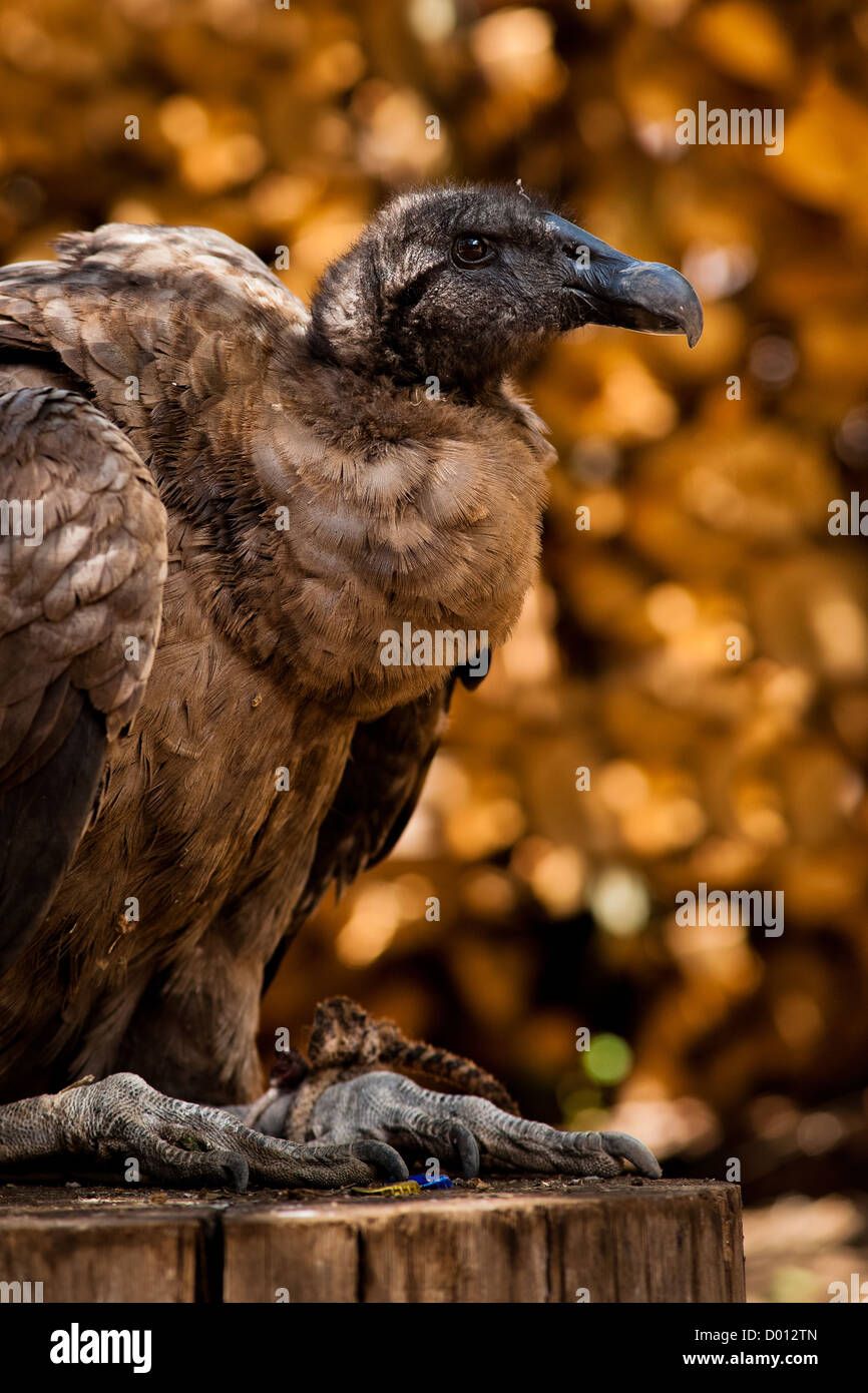 A captured Andean condor viewed before the Yawar Fiesta held in the ...