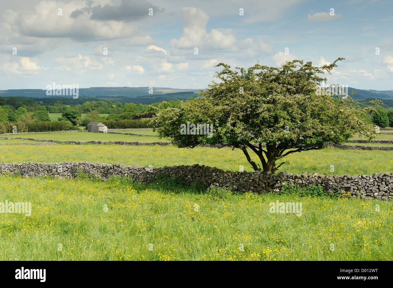 A typical view of fields divided by drystone walls in the Peak District ...