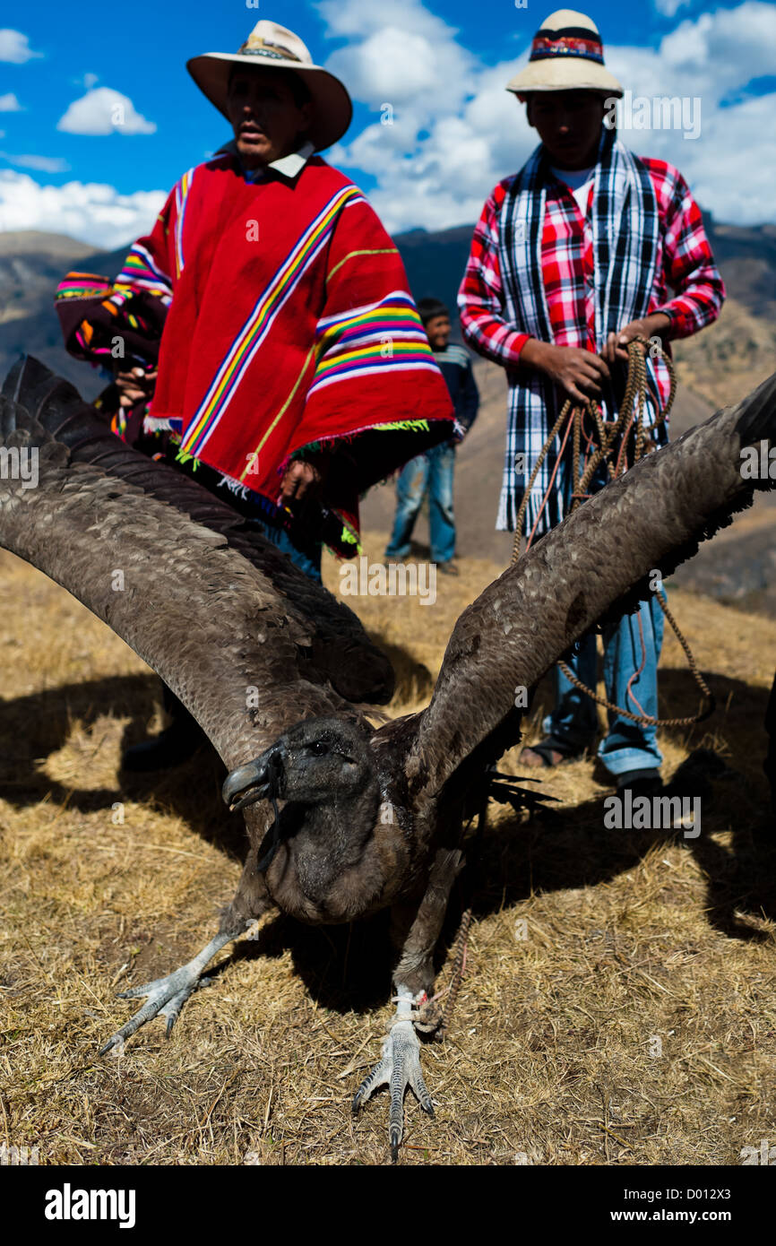Peruvian Indians show a captured Andean condor before the Yawar Fiesta ...