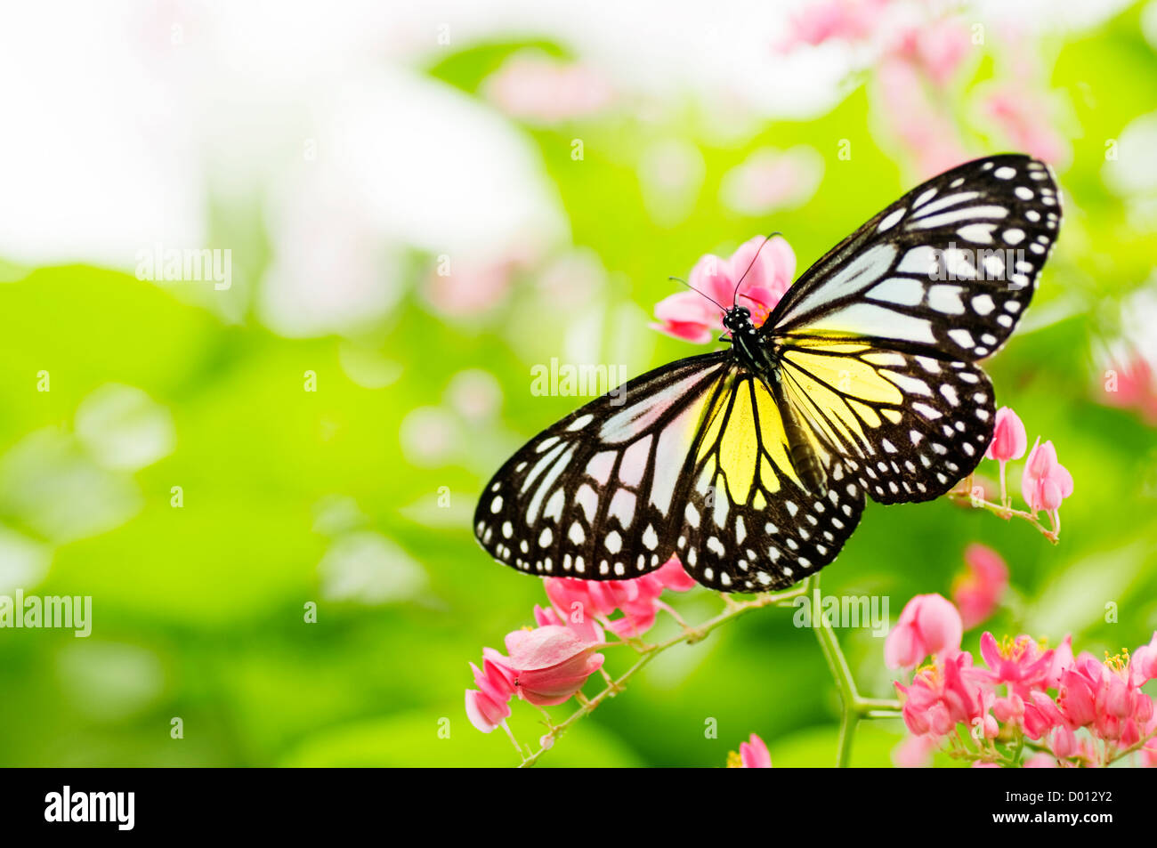 butterfly on a flower Stock Photo - Alamy