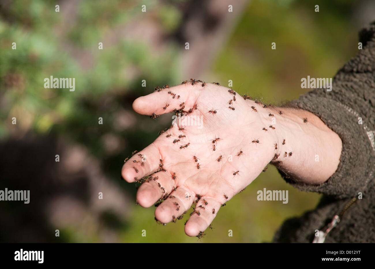 a lot of ants on men's hand closeup Stock Photo - Alamy
