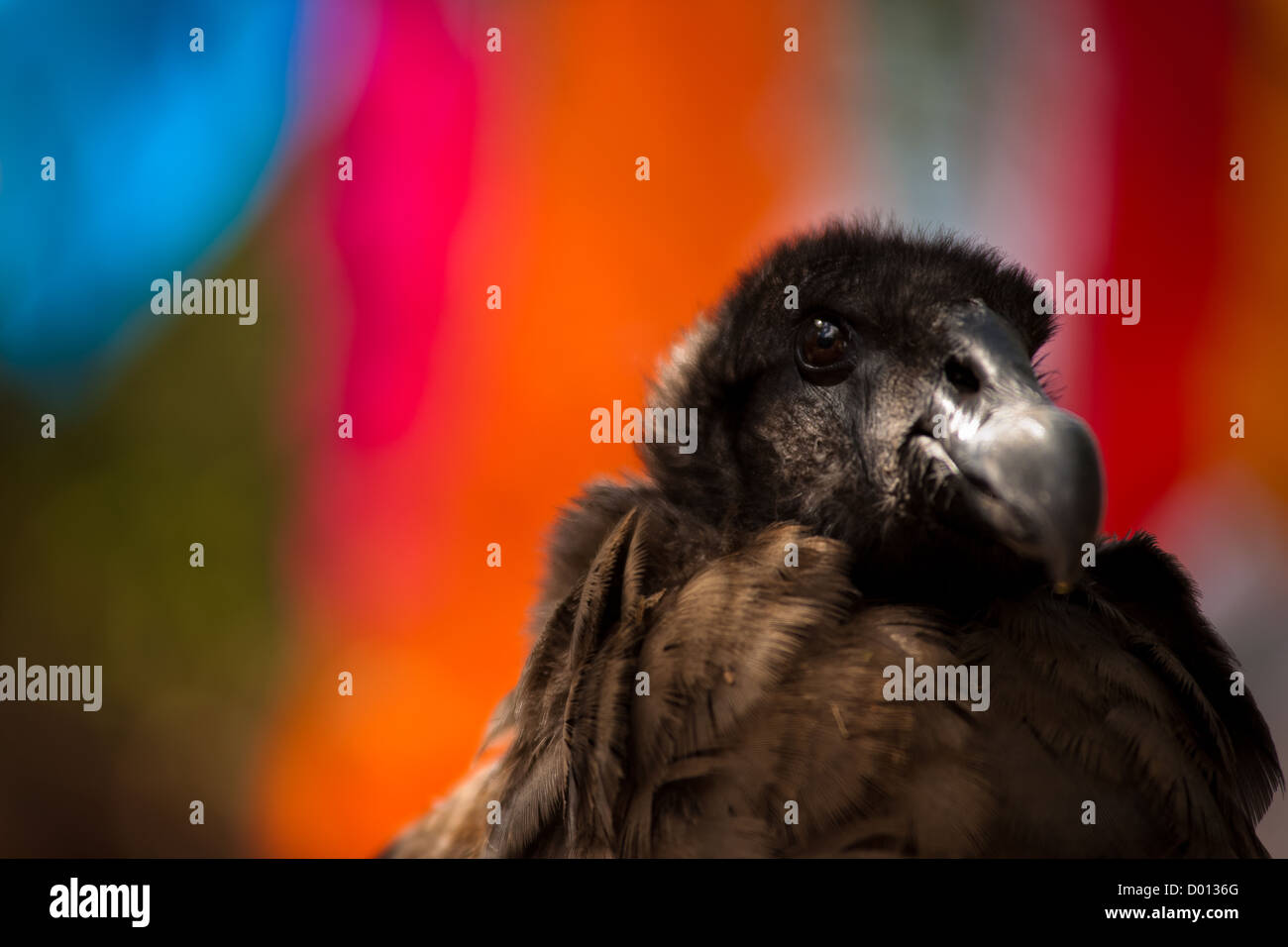 An Andean condor viewed before the Yawar Fiesta held in the mountains ...