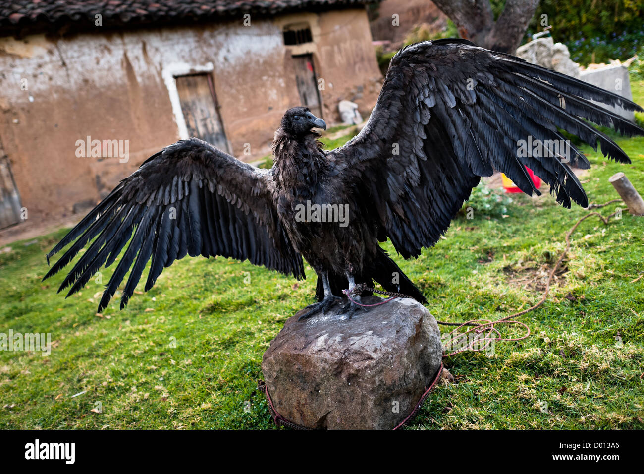 Andean condor hi-res stock photography and images - Alamy