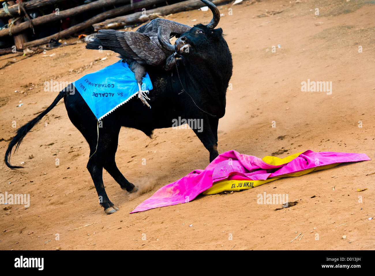 An Andean condor fights against a wild bull during the Yawar Fiesta ...