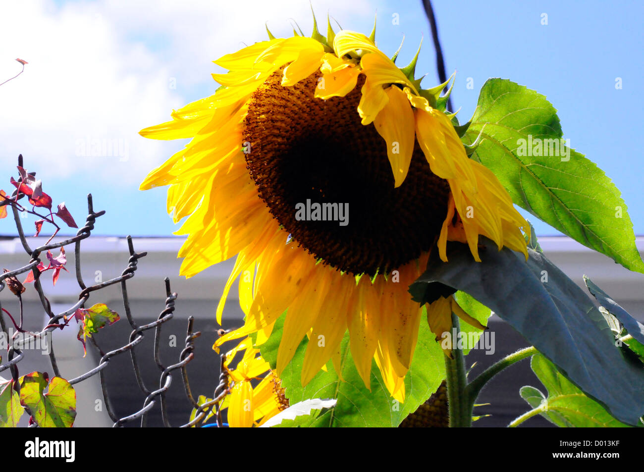 Sunflower plant root hi-res stock photography and images - Alamy