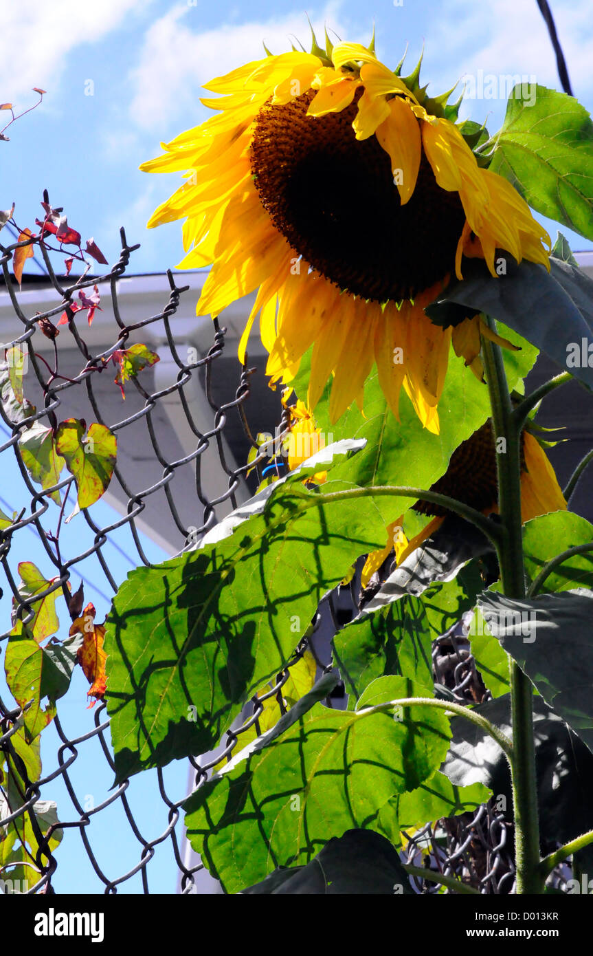 Sunflower growing nest to a chain-link fence Stock Photo - Alamy