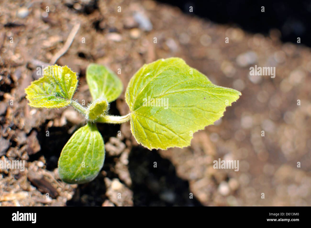 Plant sprouting in the sunlight Stock Photo - Alamy