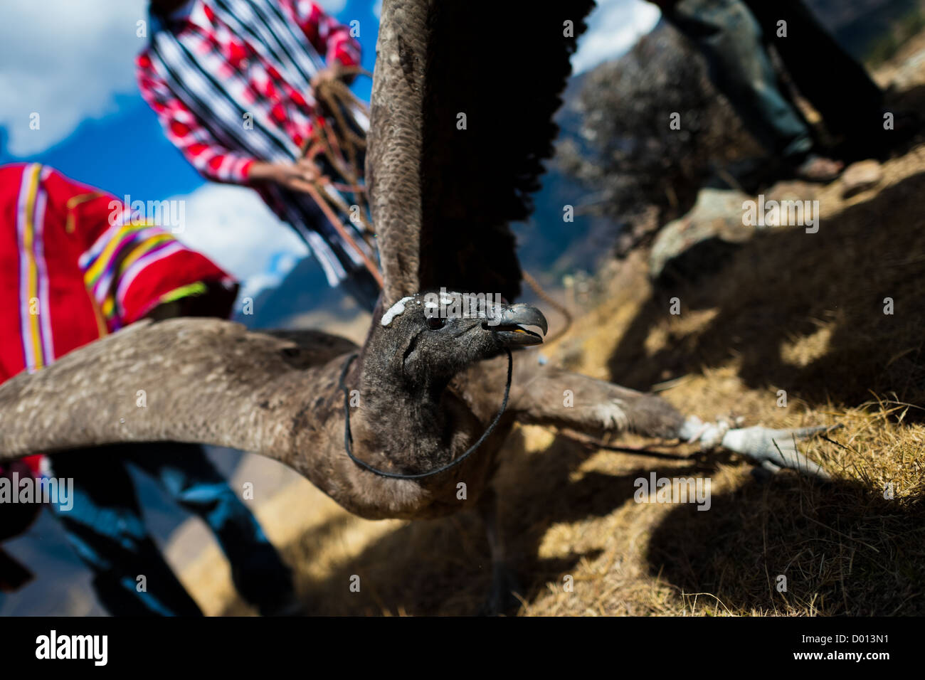 Peruvian Indians show a captured Andean condor before the Yawar Fiesta ...
