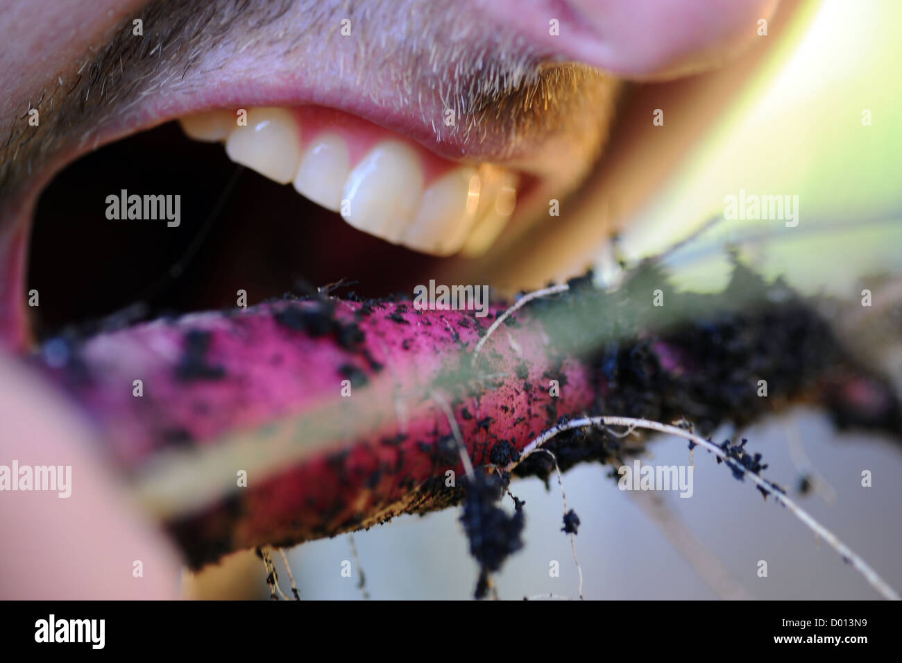 Man's mouth about to bite into a root vegetable Stock Photo - Alamy