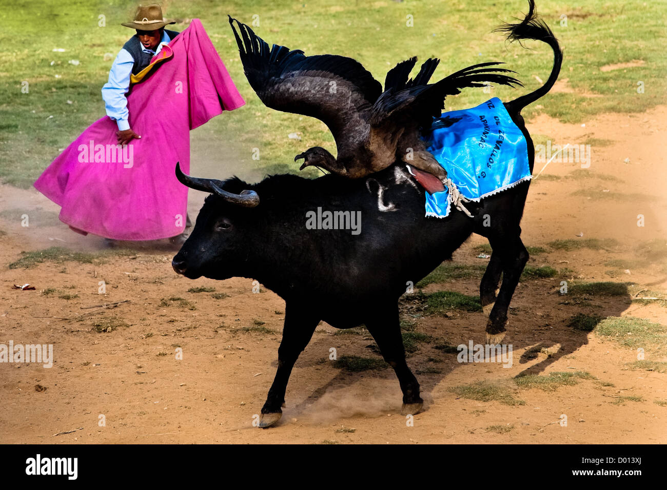 An Andean condor fights against a wild bull during the Yawar Fiesta ...