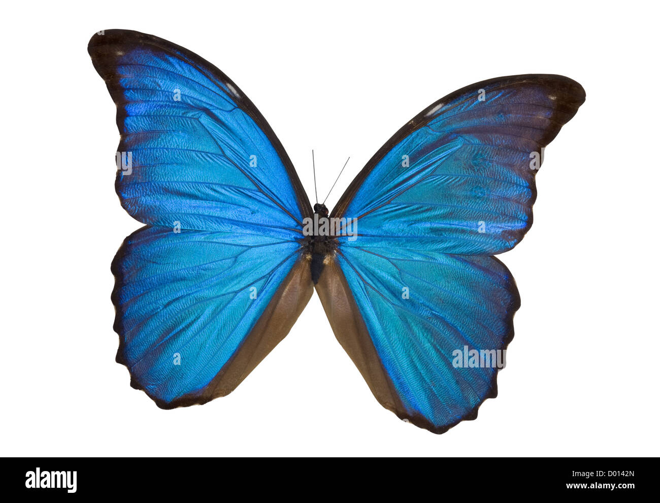 Tumblr Photography Butterfly