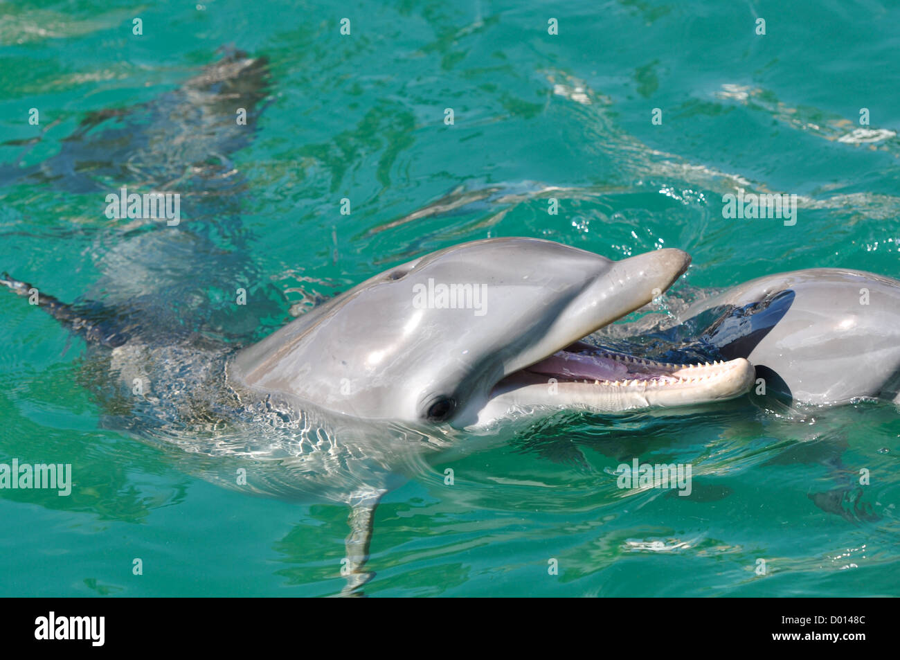 Dolphin smiling fish hi-res stock photography and images - Alamy