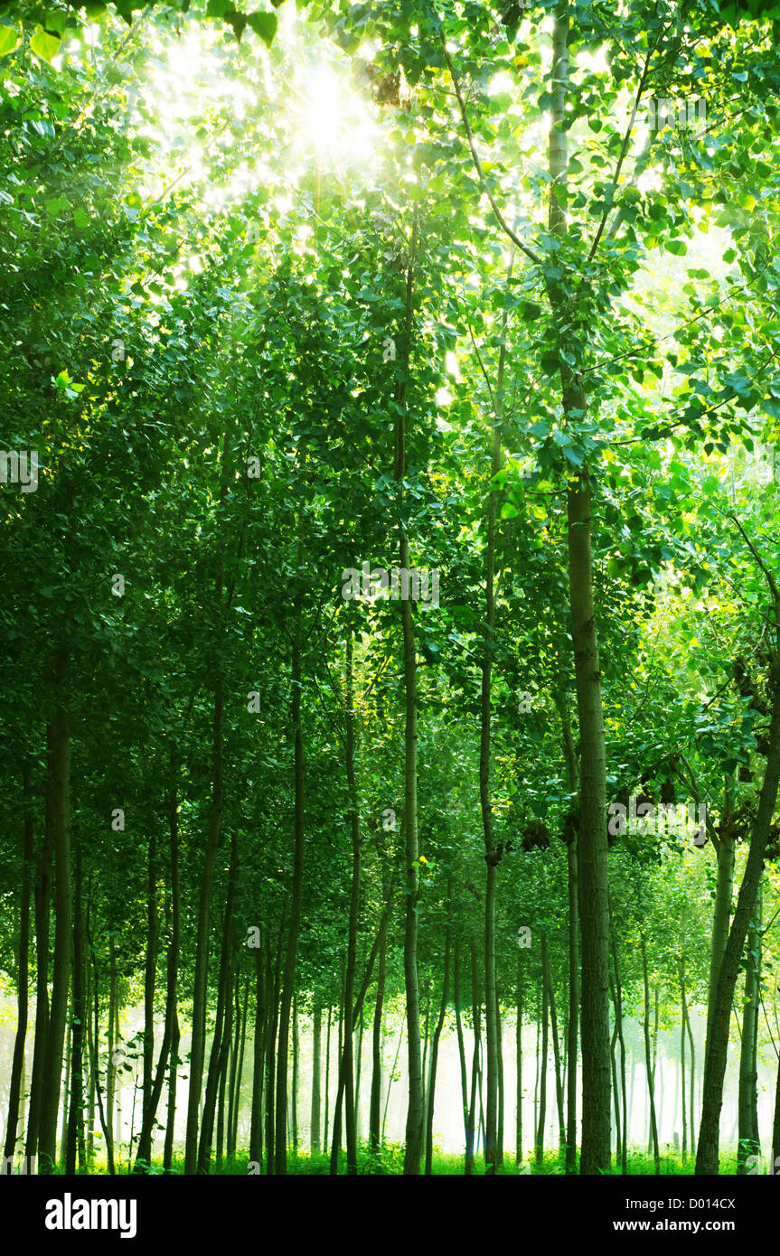 misty grove and bright sun beams through trees Stock Photo - Alamy