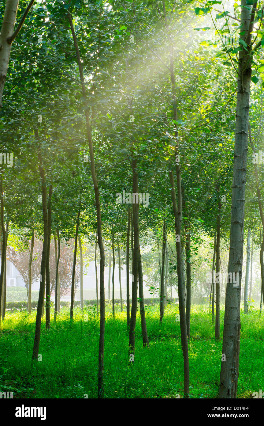 Misty grove bright sun hi-res stock photography and images - Alamy