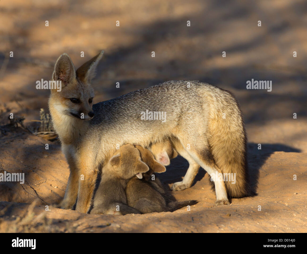 cape fox with babies suckling Stock Photo - Alamy