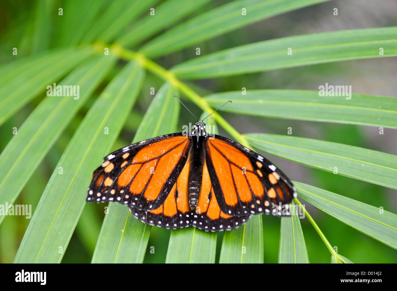 Monarch Butterfly in Rainforest Stock Photo - Alamy