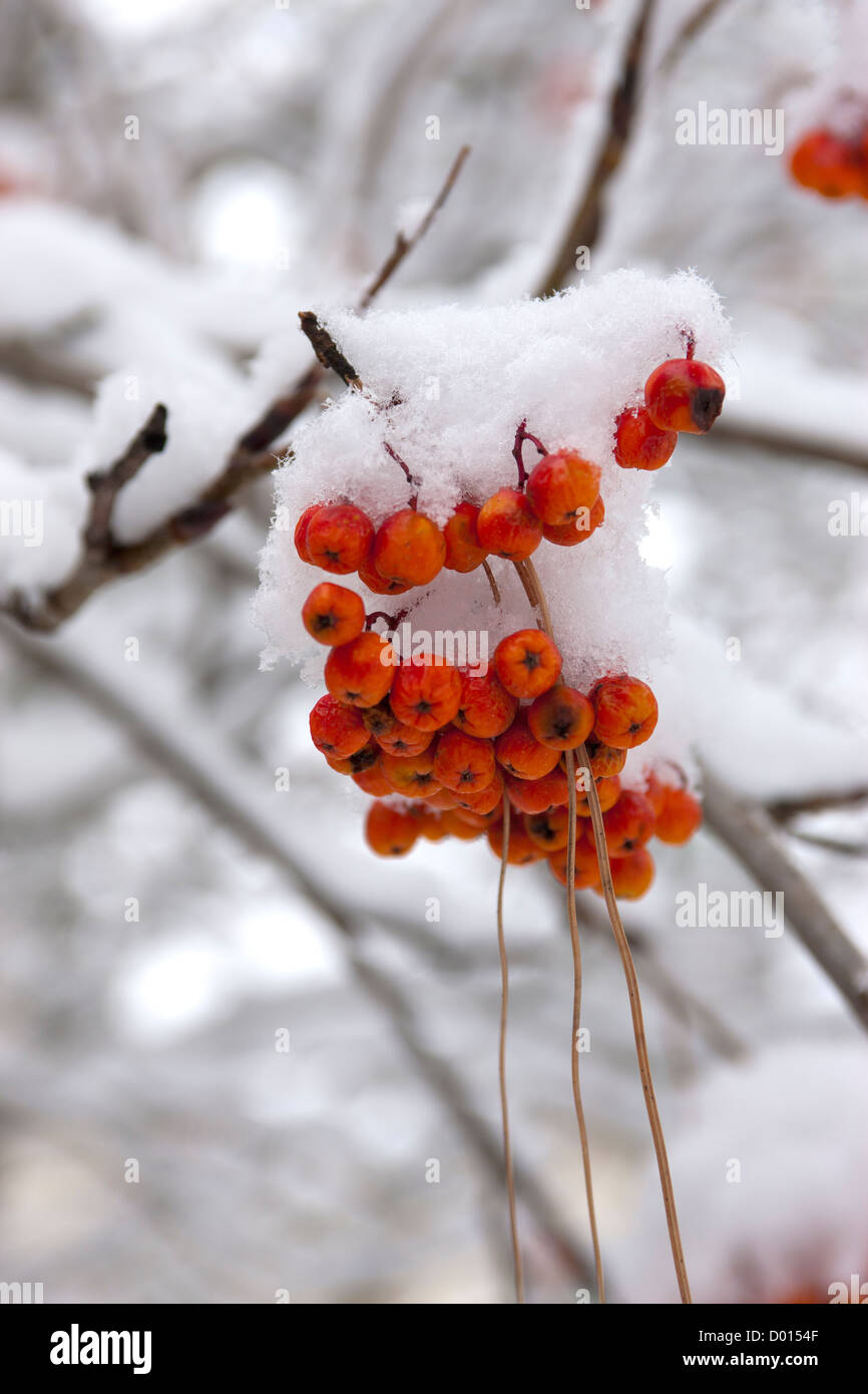 A close up of snow layered over a cluster of mountain ash berries Stock ...