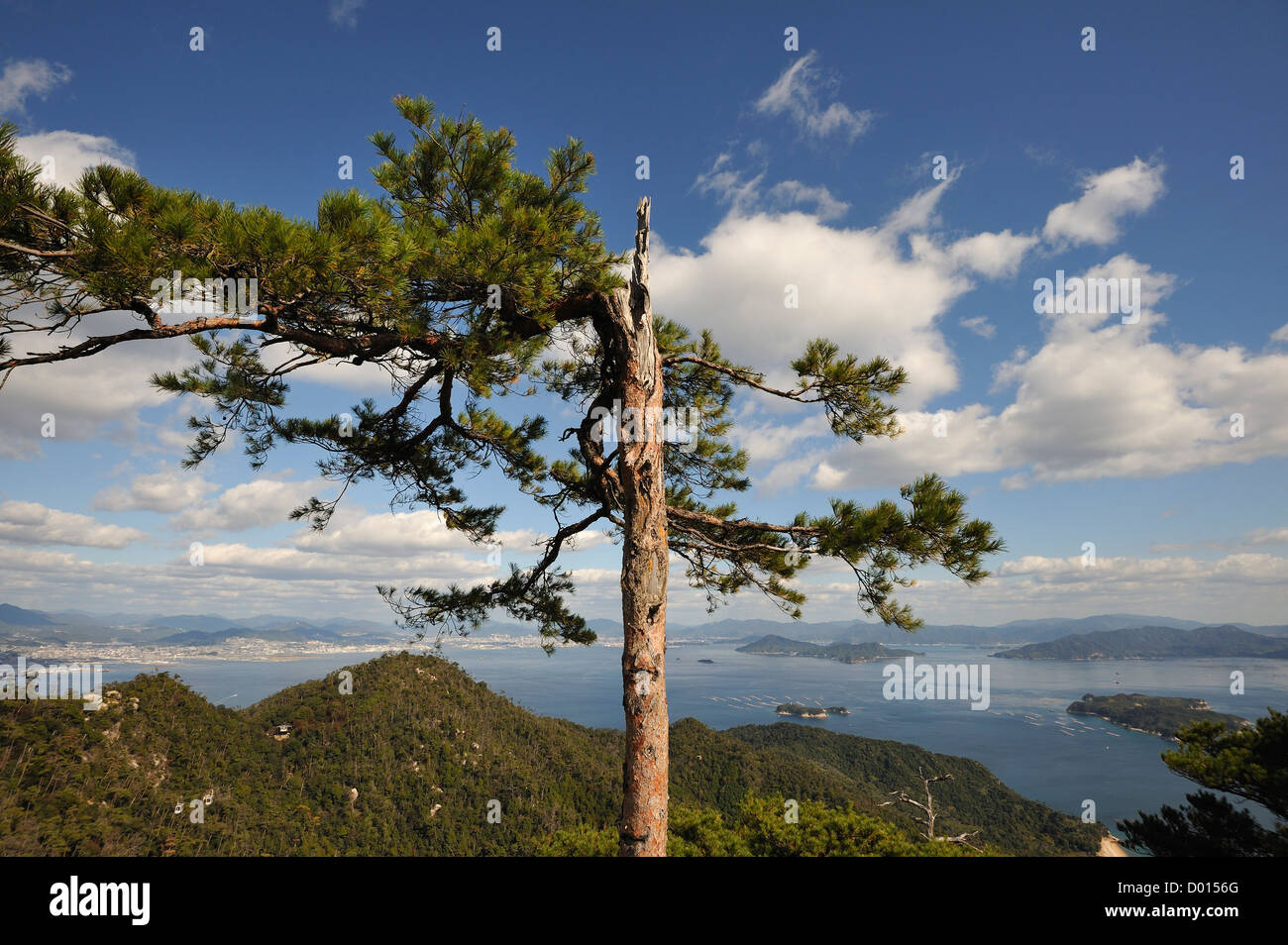 Twisted wind blown pine tree hi-res stock photography and images - Alamy