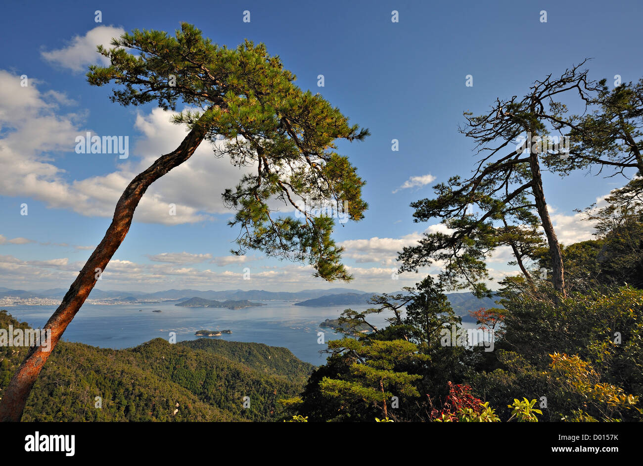 Twisted wind blown pine tree hi-res stock photography and images - Alamy