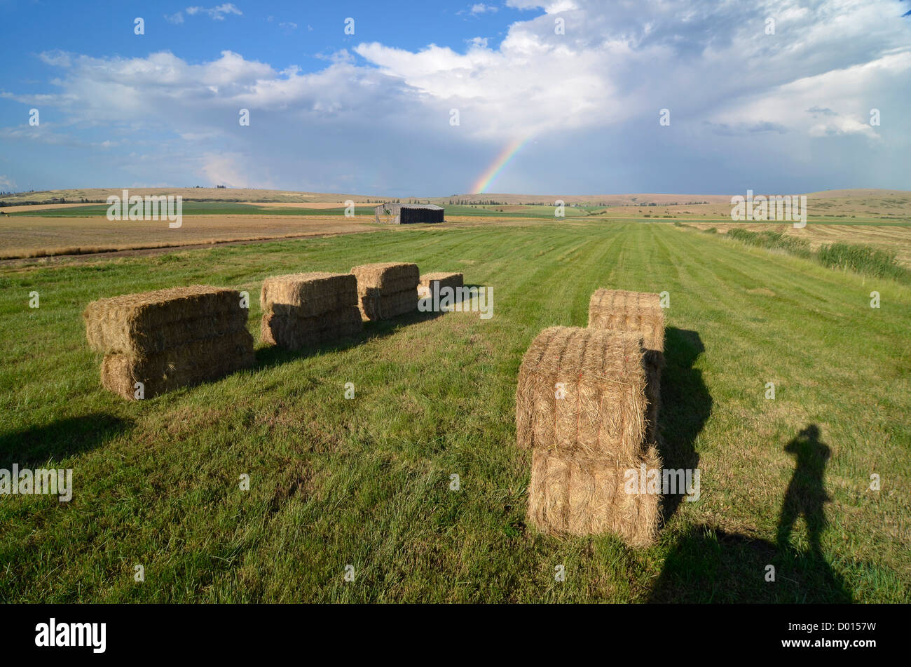 Photographer's shadow, hay bales and shed on farm in Oregon's Grande ...
