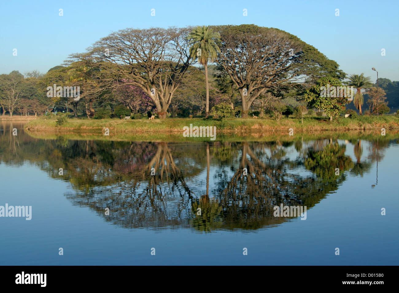 Interesting trees hi-res stock photography and images - Alamy