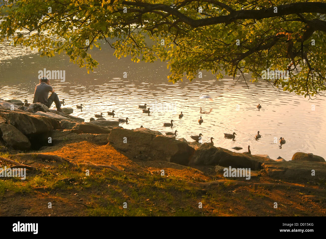 Man feeding ducks and other wild water birds in Inwood Hill Park Stock ...
