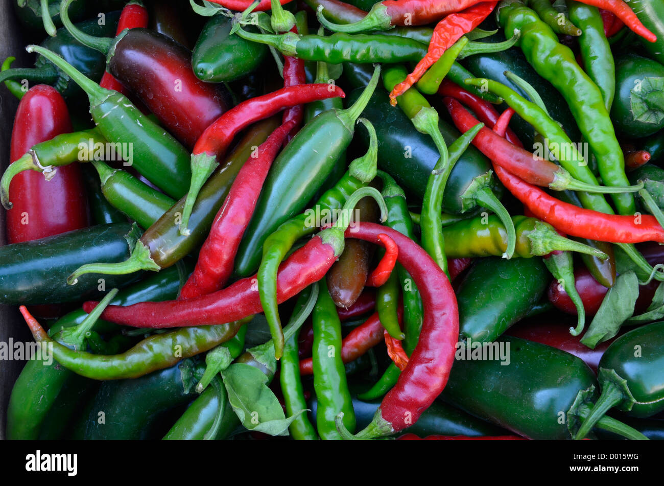 Several varieties of hot peppers grown in Eastern Oregon's Imnaha ...