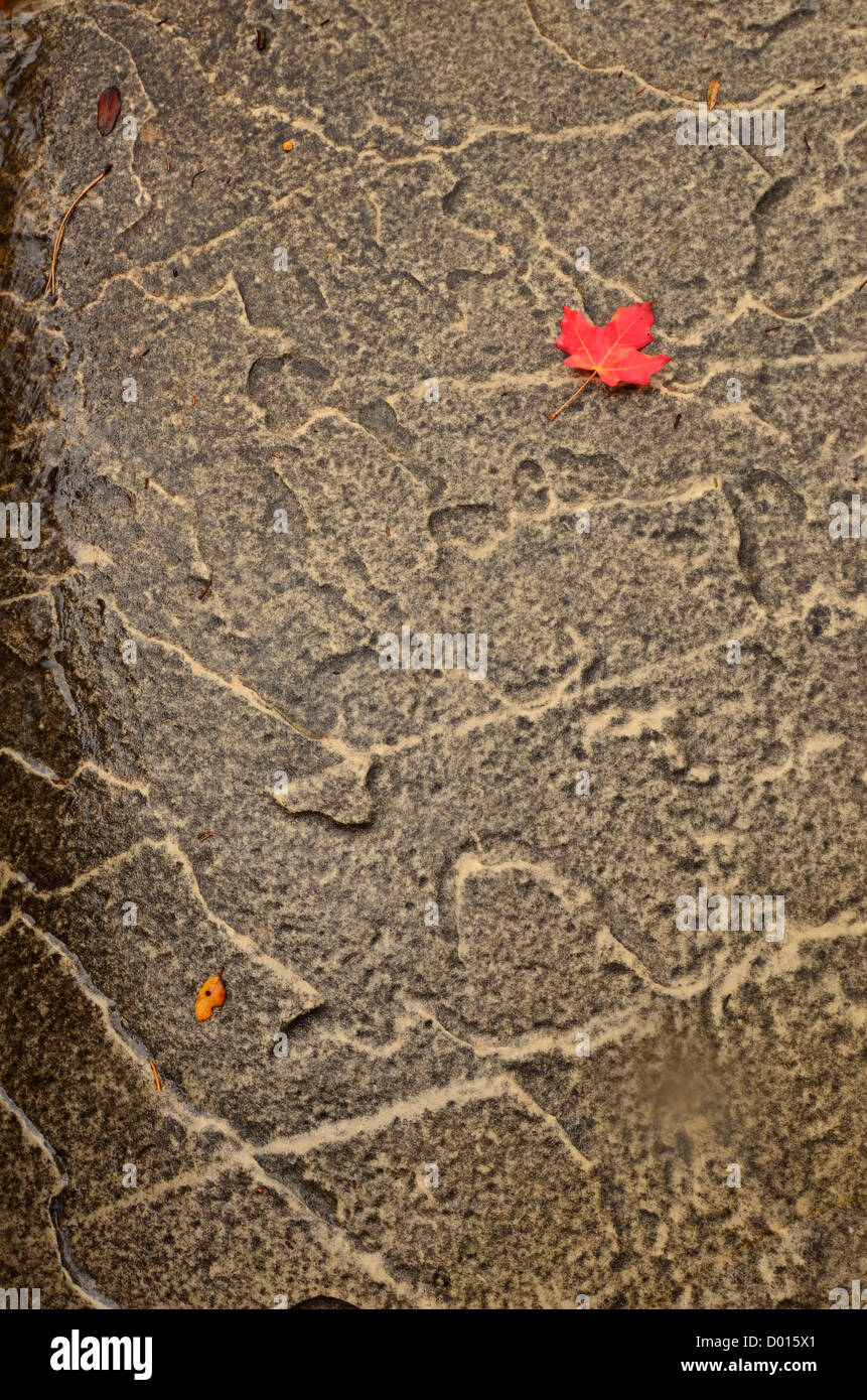 Maple leaf patterns hi-res stock photography and images - Alamy