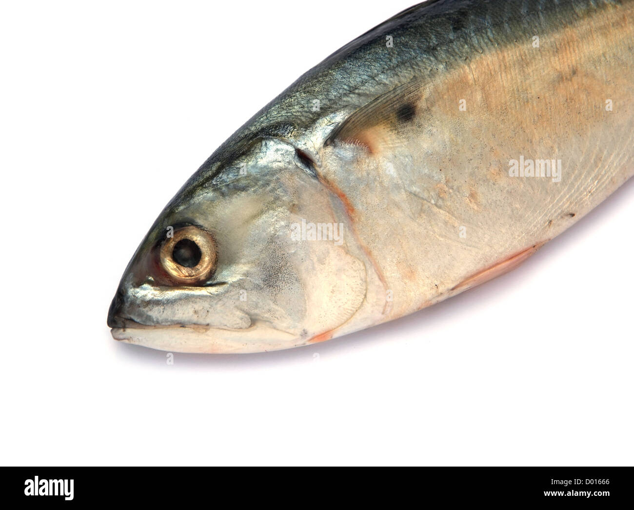Mackerel fish hi-res stock photography and images - Alamy