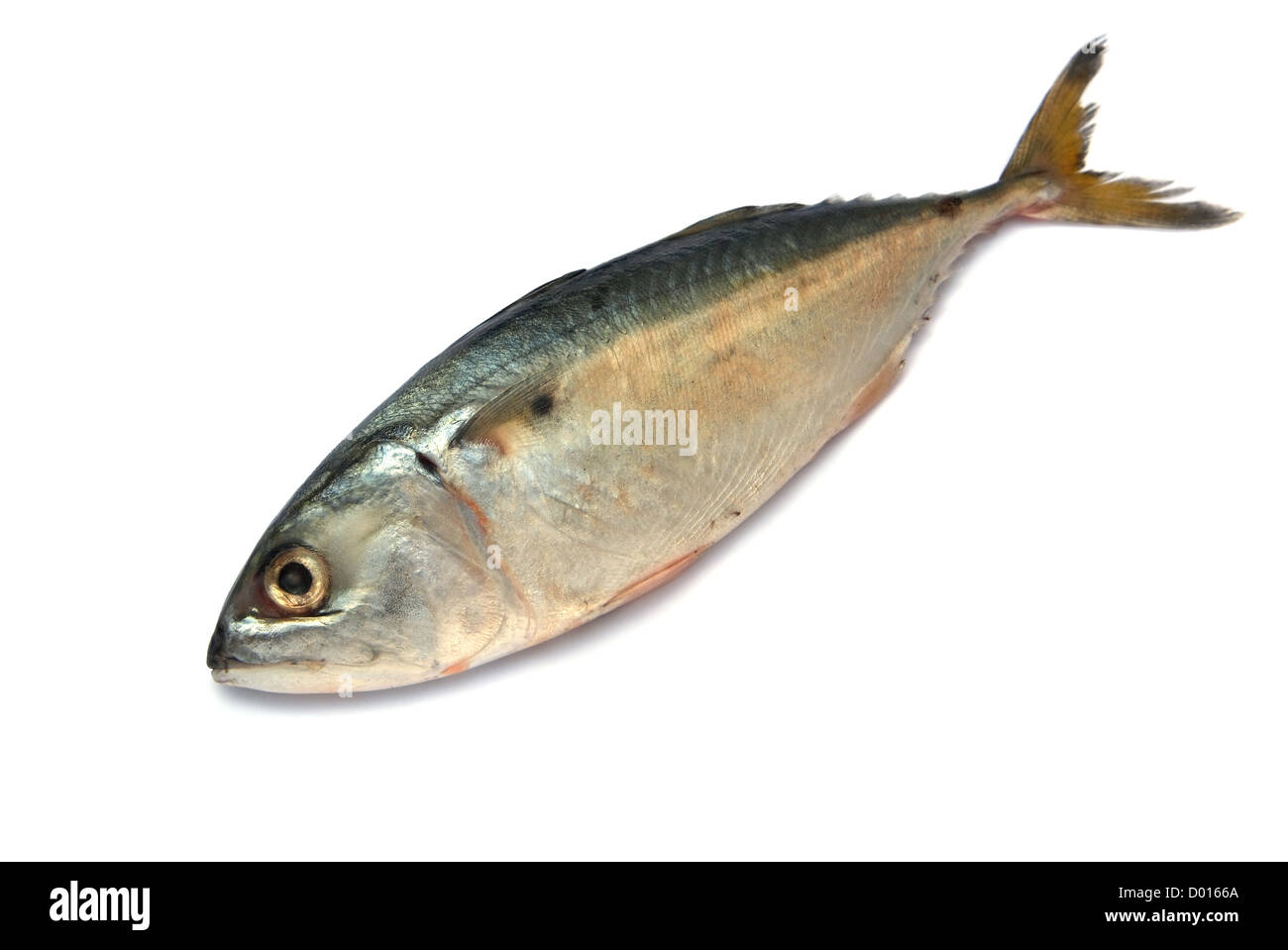 Mackerel fish hi-res stock photography and images - Alamy