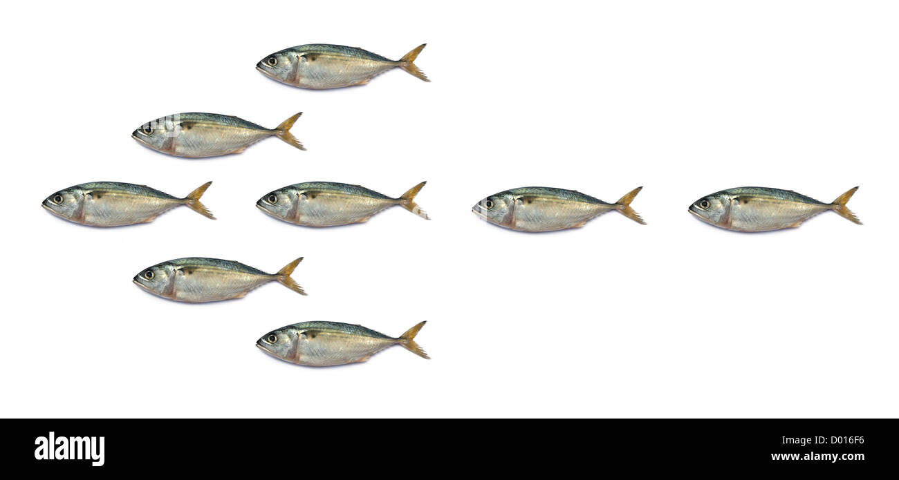 Arrowhead mackerel fish isolated on the white background Stock Photo ...