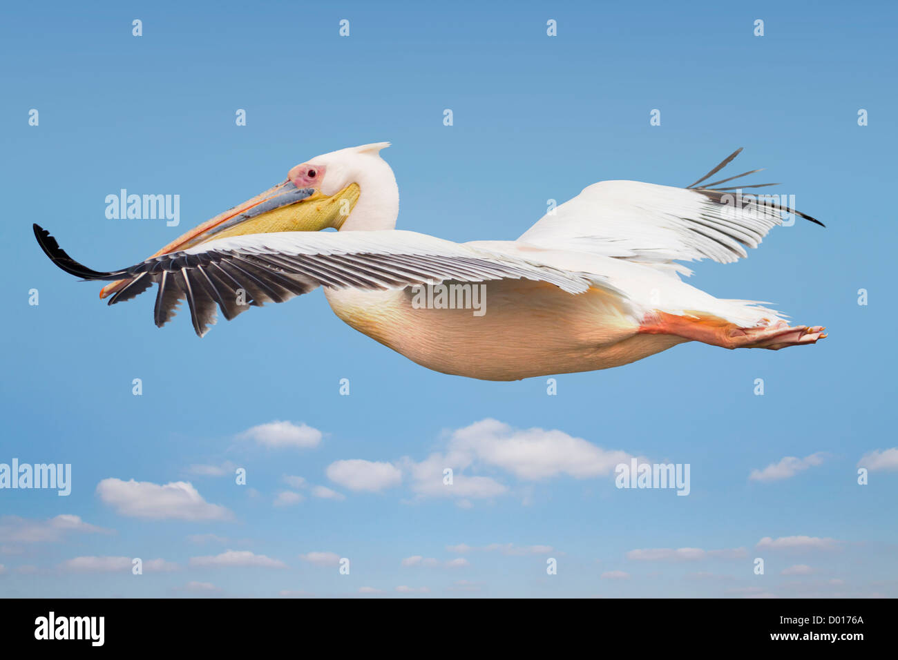 Flying pelican hi-res stock photography and images - Alamy