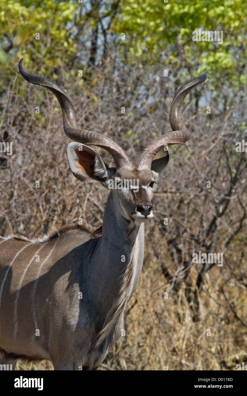 Kudu greater kudu horns hi-res stock photography and images - Alamy