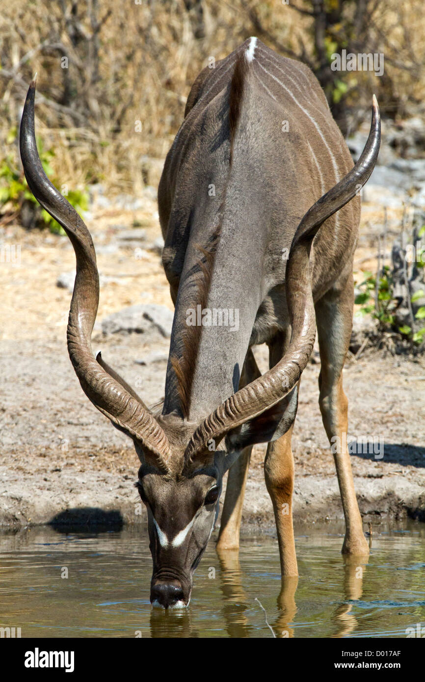 African greater kudu High Resolution Stock Photography and Images - Alamy