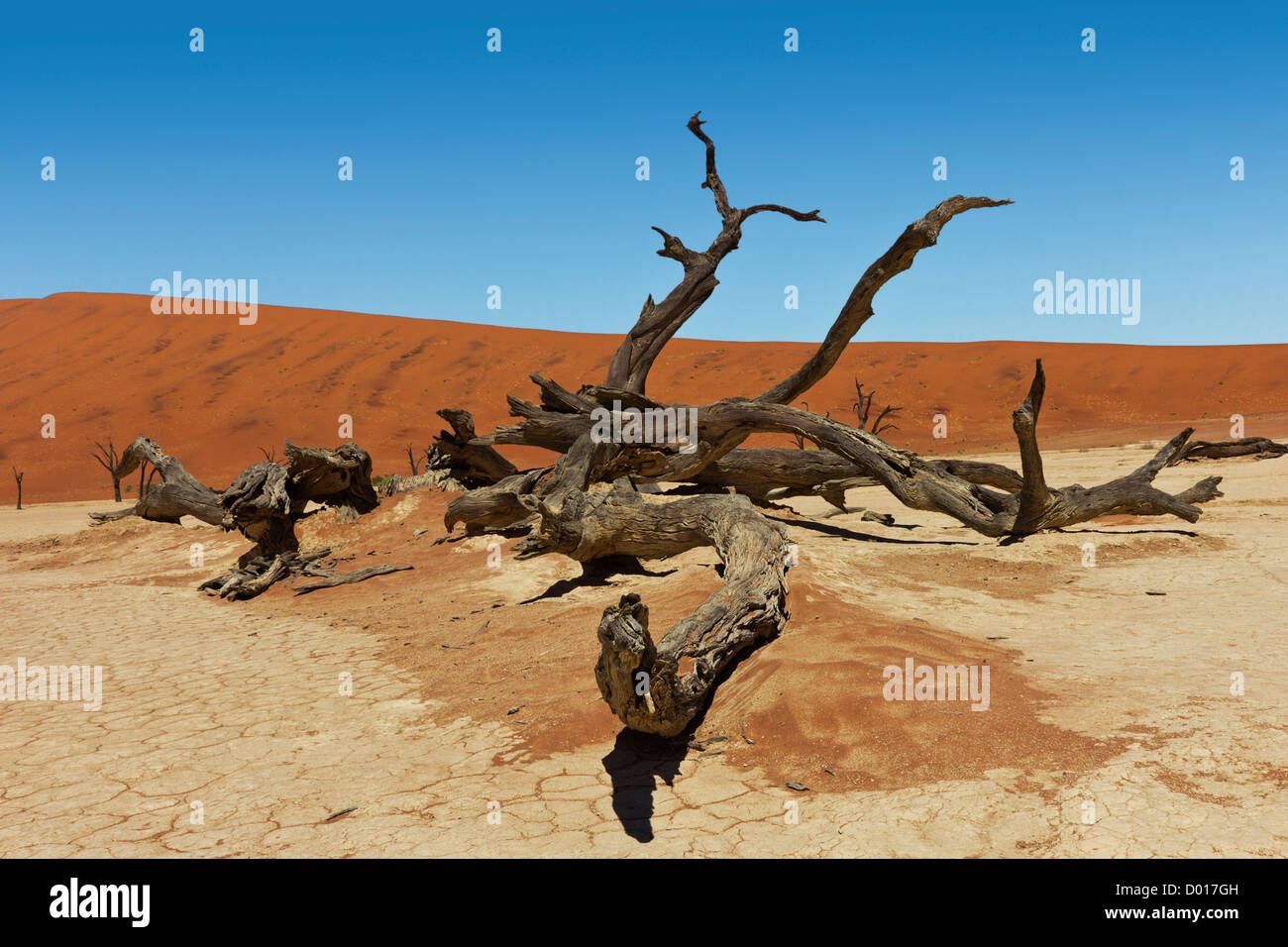Dead tree at Death Vlei salt lake Namibia Stock Photo - Alamy