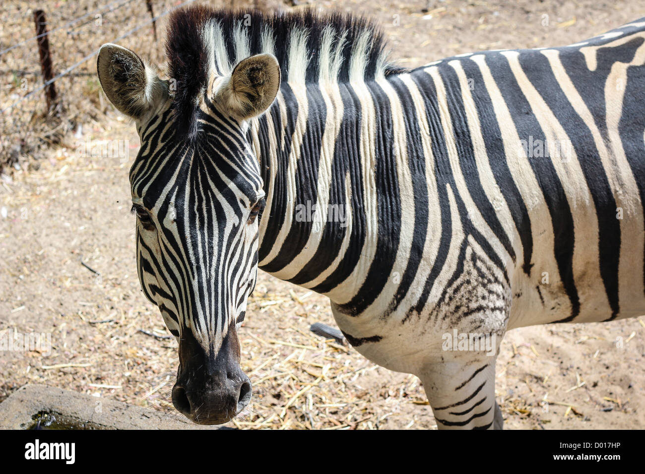 Standing Zebra from the side Stock Photo - Alamy