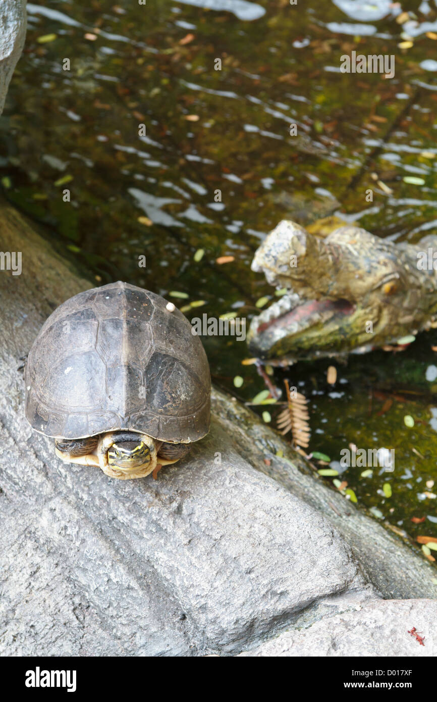 Stone Turtle at Golden Mount in Bangkok, Thailand Stock Photo - Alamy