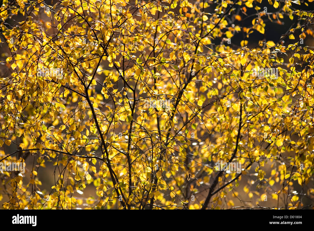Lit tree hi-res stock photography and images - Alamy