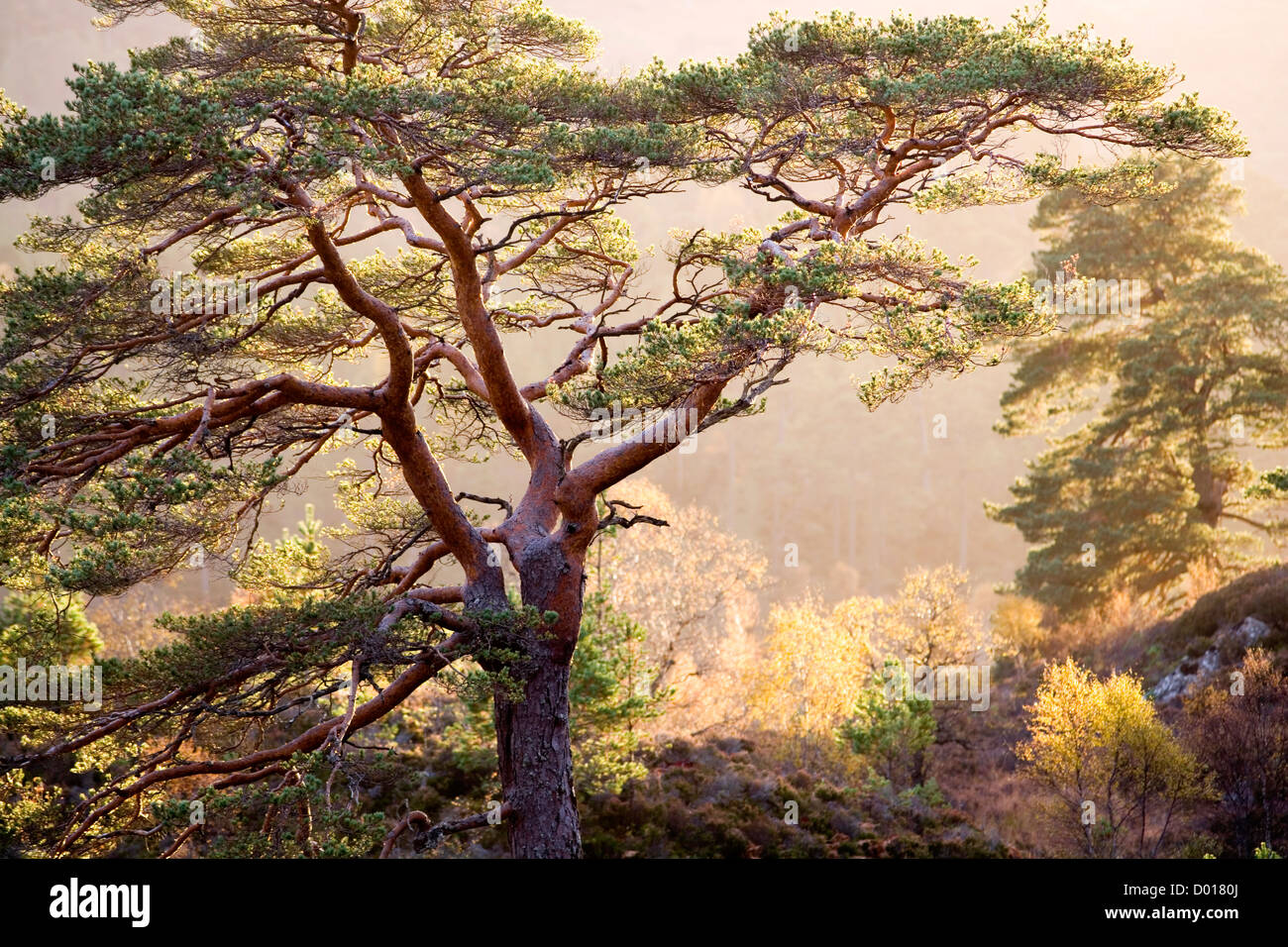 Lit tree hi-res stock photography and images - Alamy