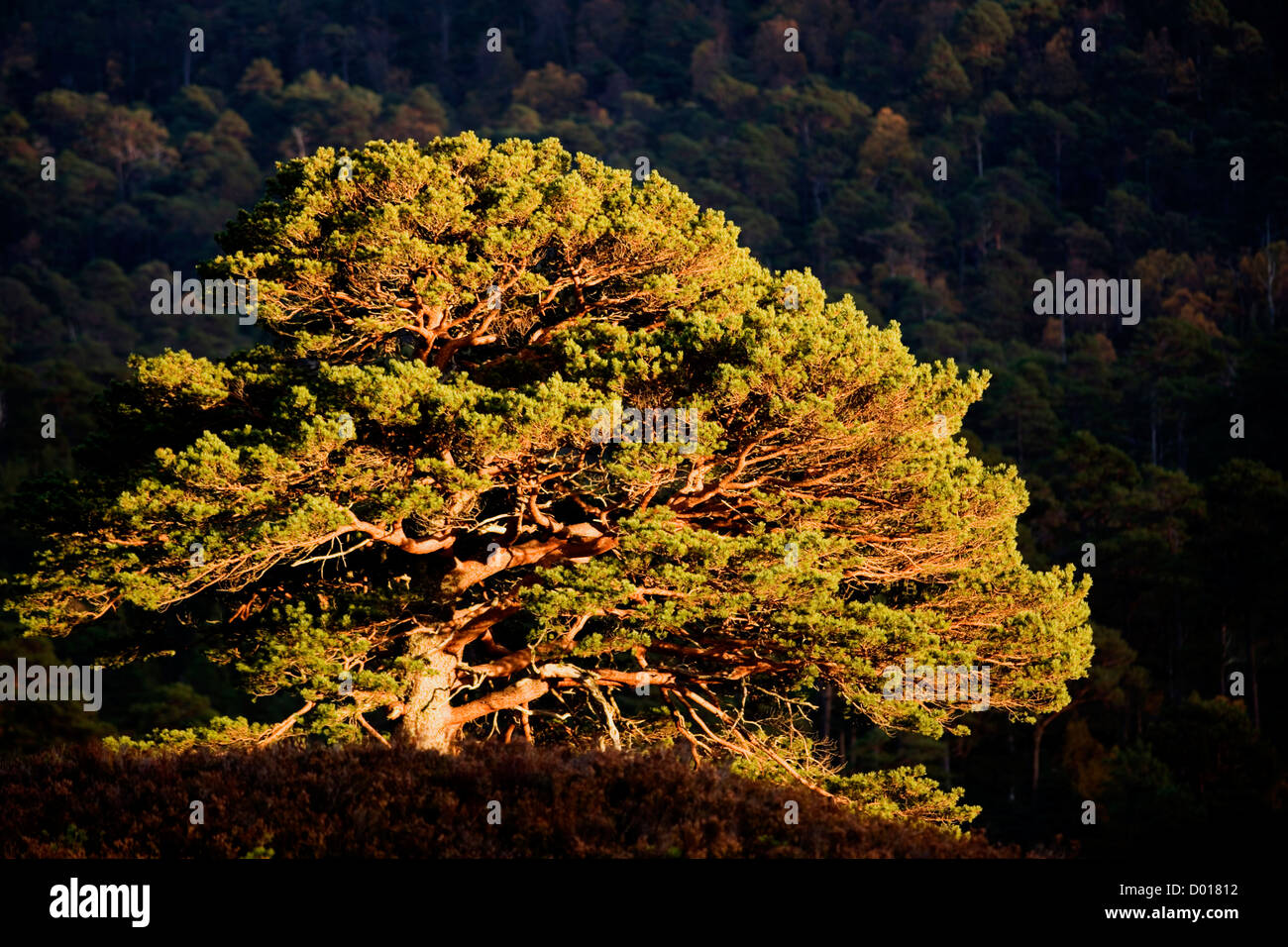Lit tree hi-res stock photography and images - Alamy