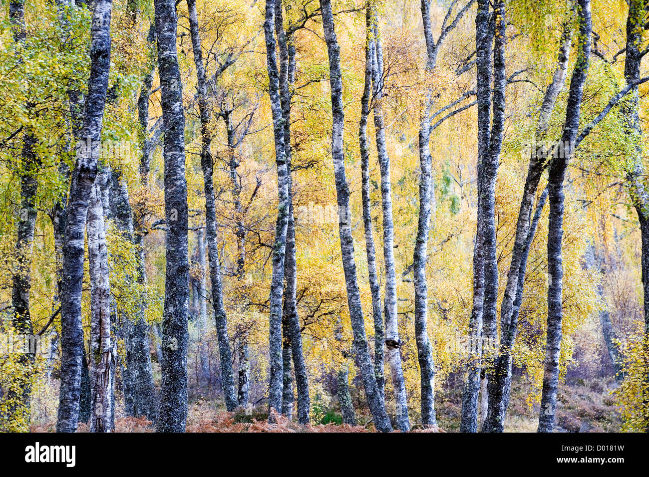 Birch Trees in Autumn Stock Photo - Alamy