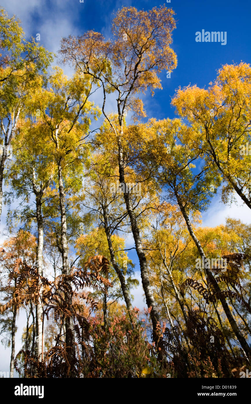 Silver birch trees autumn hi-res stock photography and images - Alamy