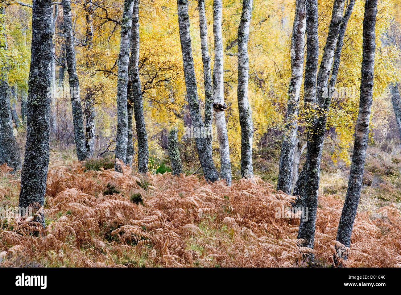 Silver birch trees autumn hi-res stock photography and images - Alamy